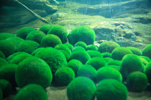 3月29日は『マリモ記念日』…その由来とマリモの不思議な魅力に癒やされる日 | もふたん